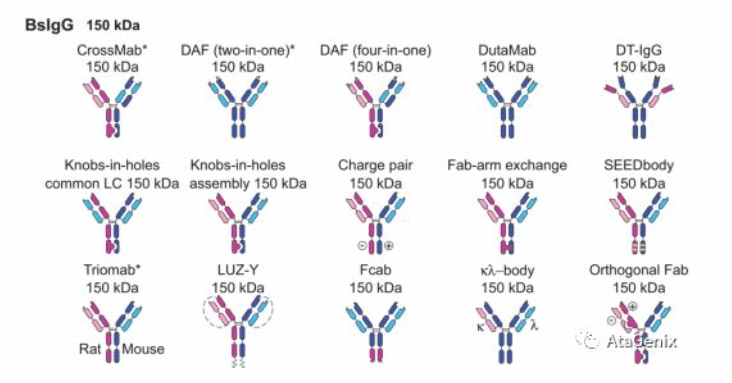 技术解读|双特异性抗体 - 哔哩哔哩