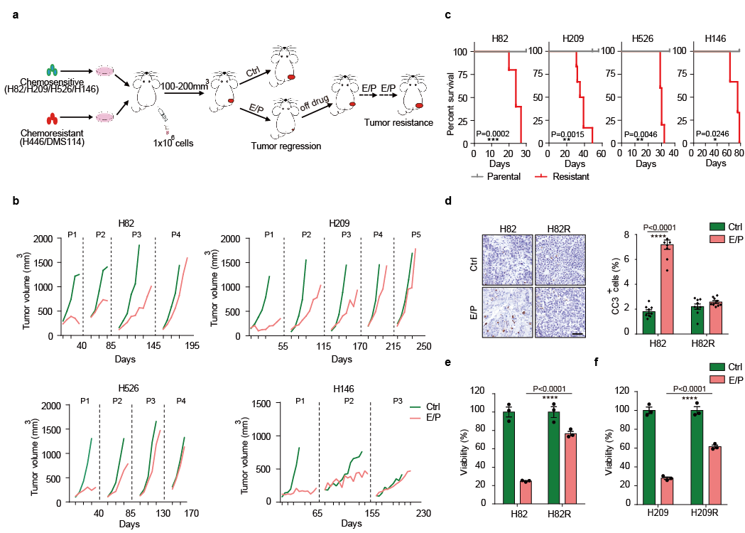 一作解读 | 季红斌课题组Nature Cancer揭示小细胞肺癌化疗耐药的新机制 - 哔哩哔哩