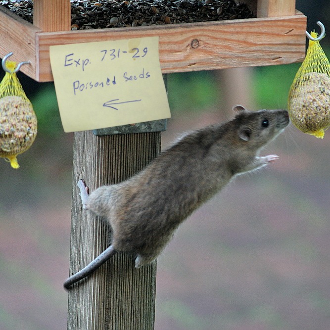 SCP-731 - 鼠孔盖 - 哔哩哔哩