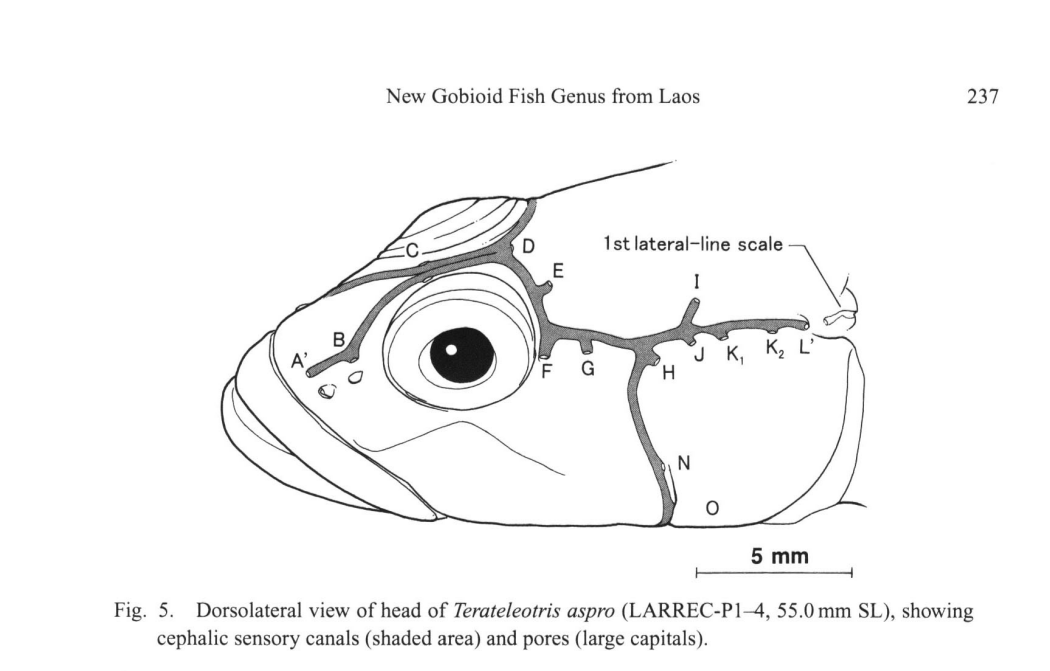 【水】图贴·东亚沉睡者·沙塘鳢科Odontobutidae Hoese & Gill, 1993 - 哔哩哔哩