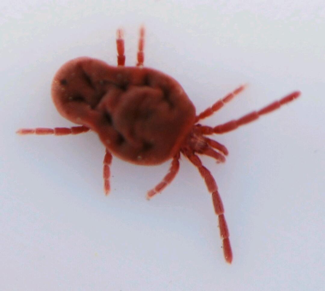 中国常见螨虫图鉴1.0 - 哔哩哔哩