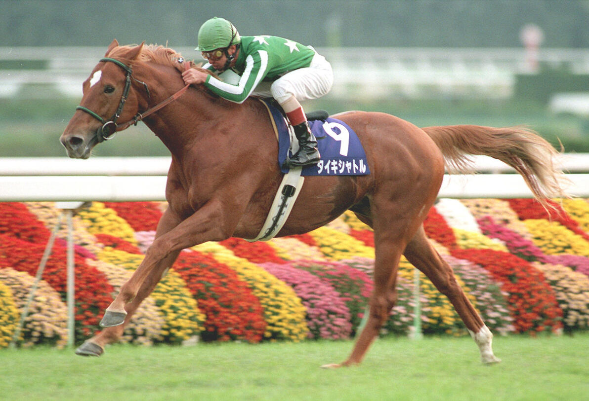 【全图鉴】日本JRA年度代表马（1954-2022） - 哔哩哔哩