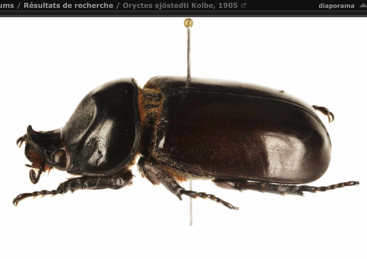 蛀犀金龟属全物种科普 - 哔哩哔哩