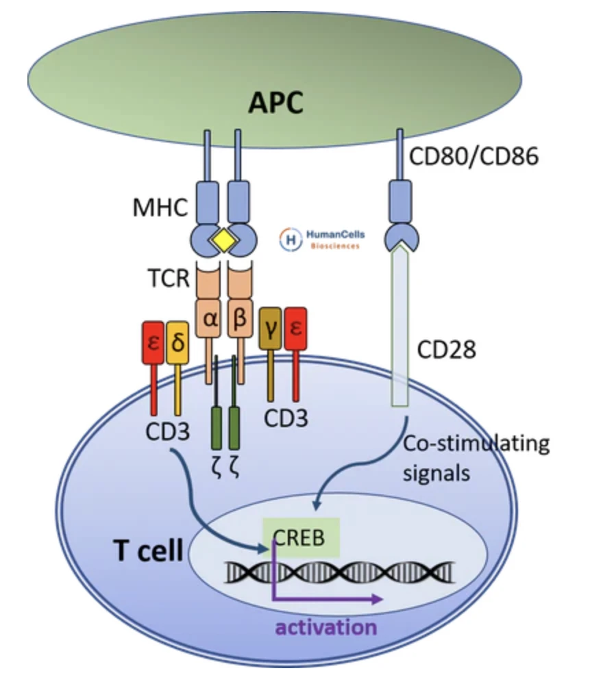 既可独自美丽，也可团队合作的CD3 - 哔哩哔哩