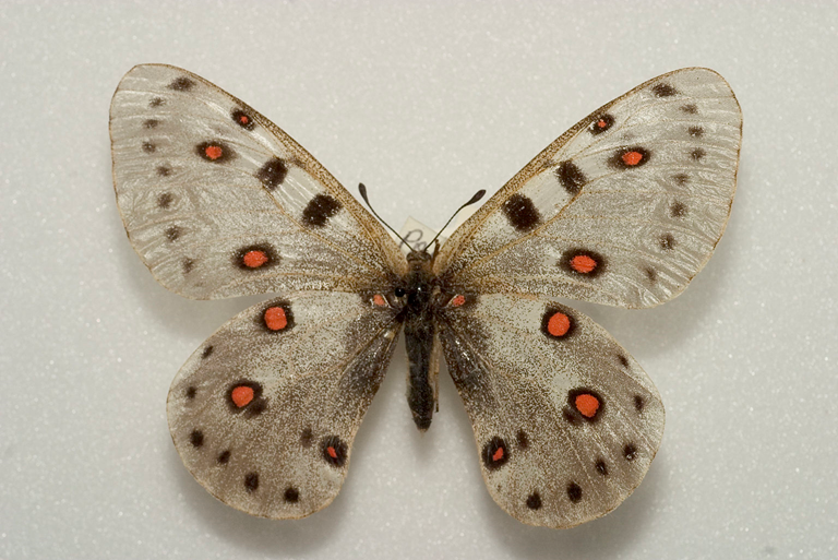 三十五种国内绢蝶属图录 - 哔哩哔哩