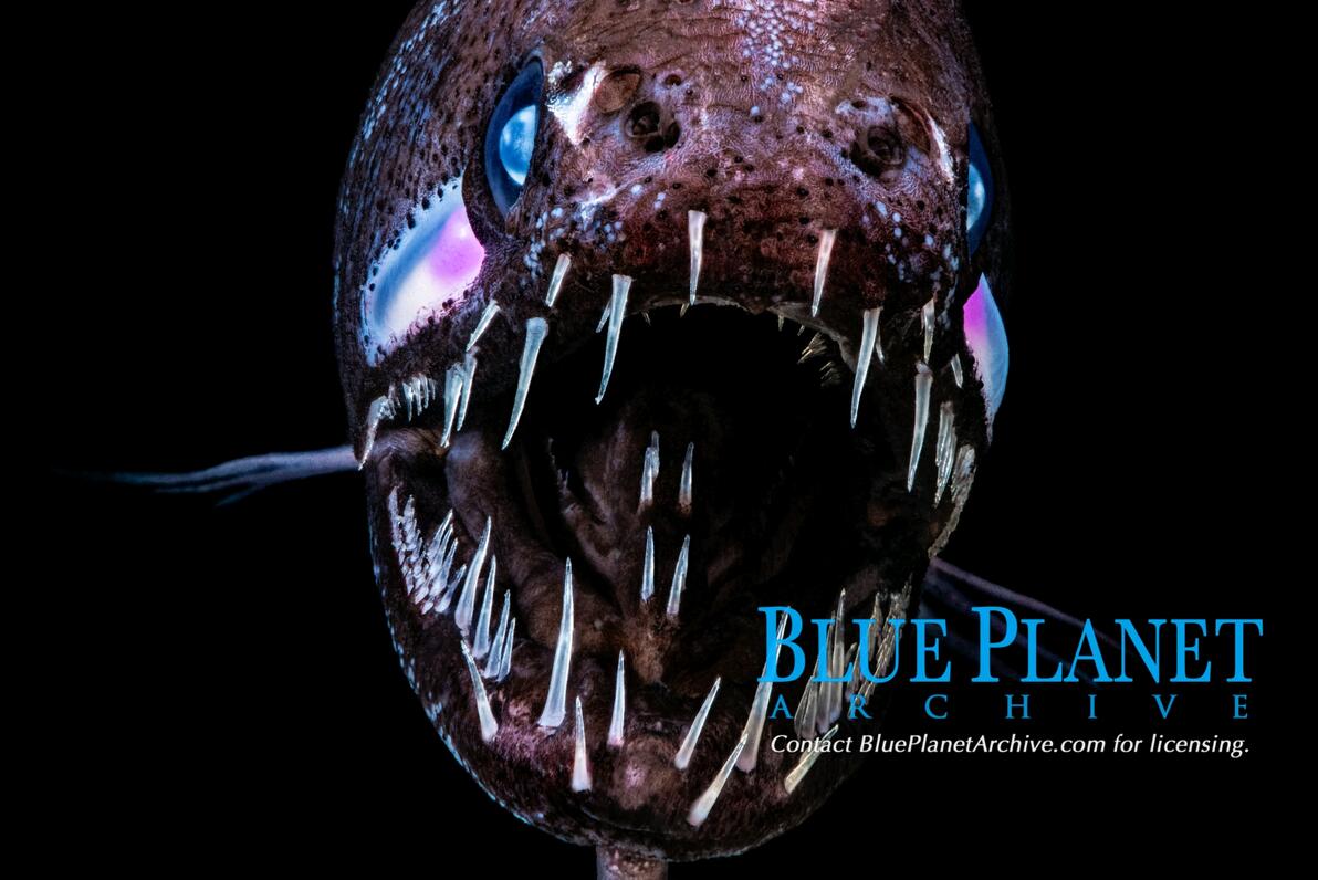 18种超黑鱼(Ultra-Black Fish)的学名、中文正名及图片对照 - 哔哩哔哩