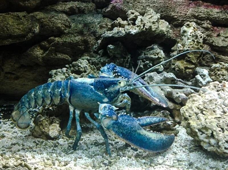 潜水员戴夫全生物考究：鱼笼篇 - 哔哩哔哩