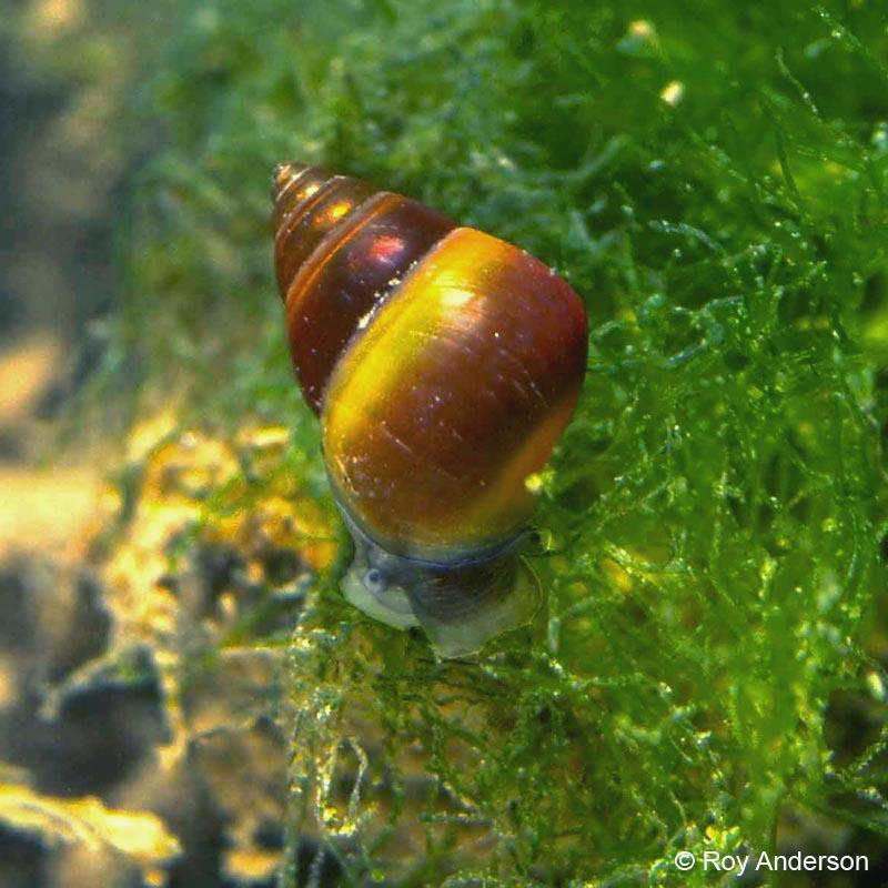 按总科盘点“陆螺”——陆生非柄眼类腹足类（上） - 哔哩哔哩