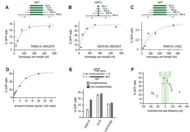 HDR基因敲入模板—ssDNA - 哔哩哔哩