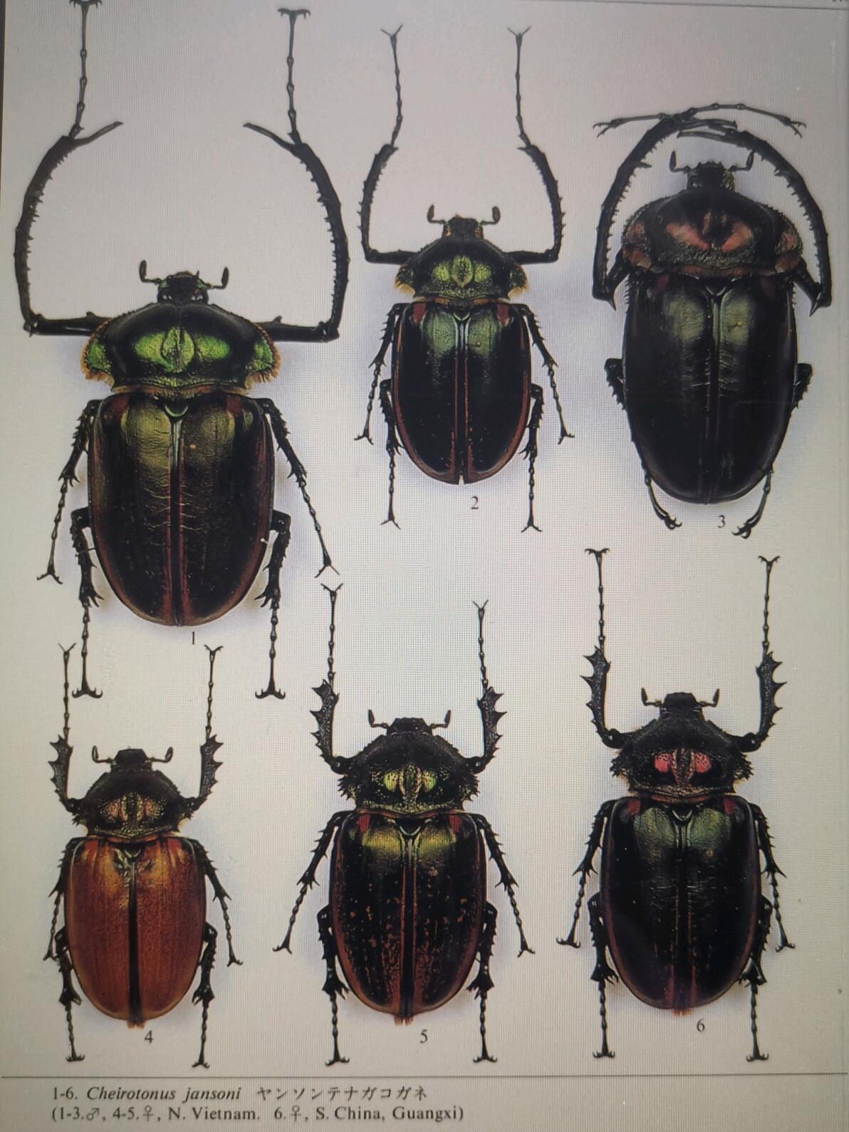 Cheirotonus 彩臂金龟属简介 - 哔哩哔哩