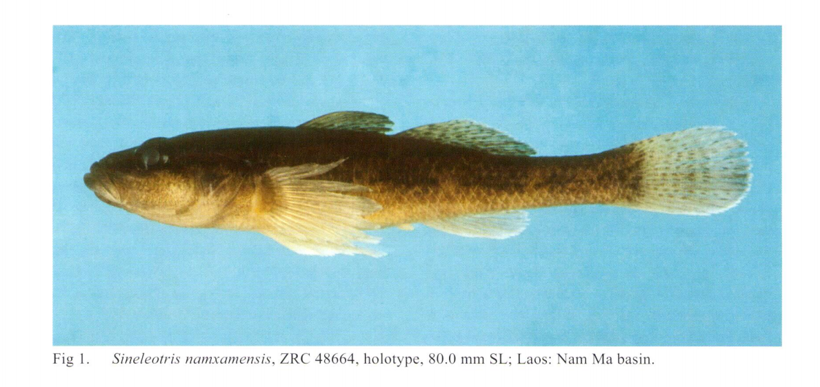 【水】图贴·东亚沉睡者·沙塘鳢科Odontobutidae Hoese & Gill, 1993 - 哔哩哔哩