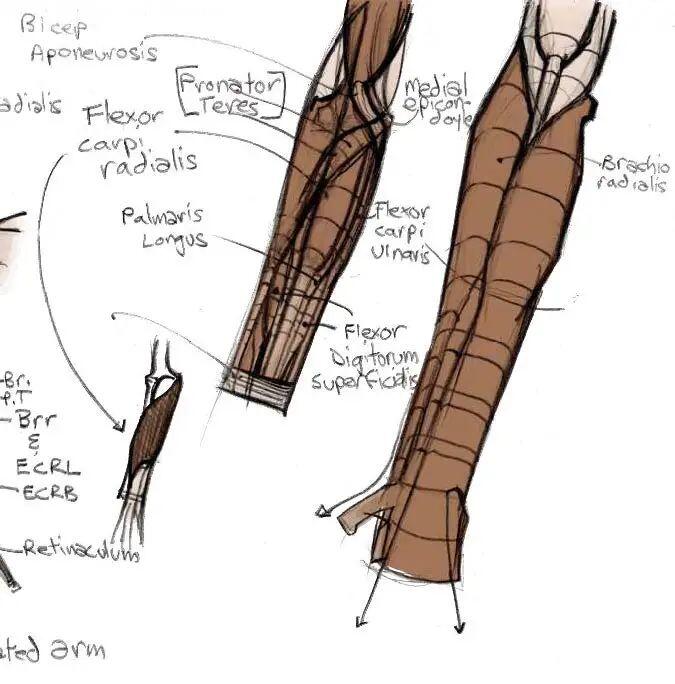 Ron Lemen 讲解人体前臂结构 - 哔哩哔哩