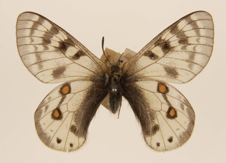 三十五种国内绢蝶属图录 - 哔哩哔哩