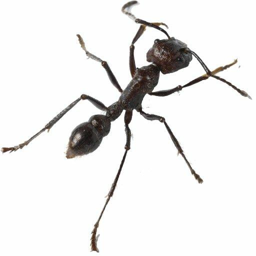 昆虫的足各色各样，那它们的足都有些什么功能和作用呢？ - 哔哩哔哩