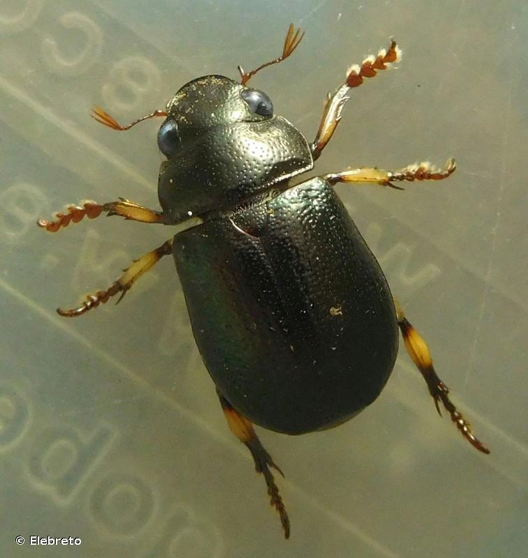 丽金龟-族与属整理（中篇） - 哔哩哔哩