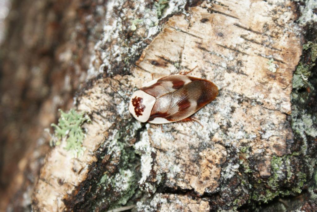 简单区分5种人工饲养的Gyna(母蠊属) - 哔哩哔哩