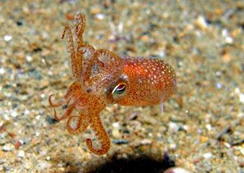 乌贼的大体分类（二） - 哔哩哔哩