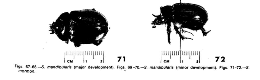 蛀犀金龟族全物种资料整理(下) - 哔哩哔哩