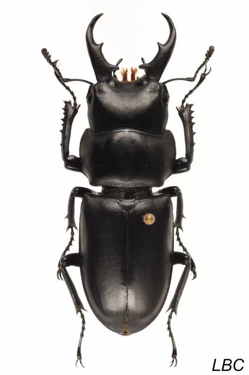 锯锹属整理（下篇） - 哔哩哔哩