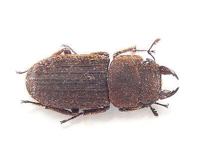 Dorcus属锹甲的分类与分歧 - 哔哩哔哩