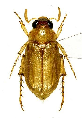 丽金龟-族与属整理（下篇） - 哔哩哔哩