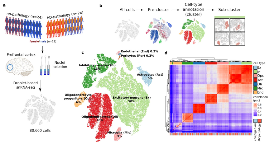 一文详解单细胞核RNA测序（snRNA-seq）最新应用与进展 - 哔哩哔哩