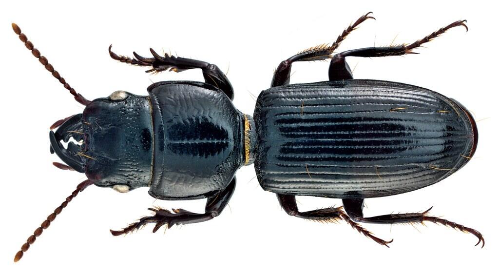 蝼步甲-族与属整理(下篇) - 哔哩哔哩