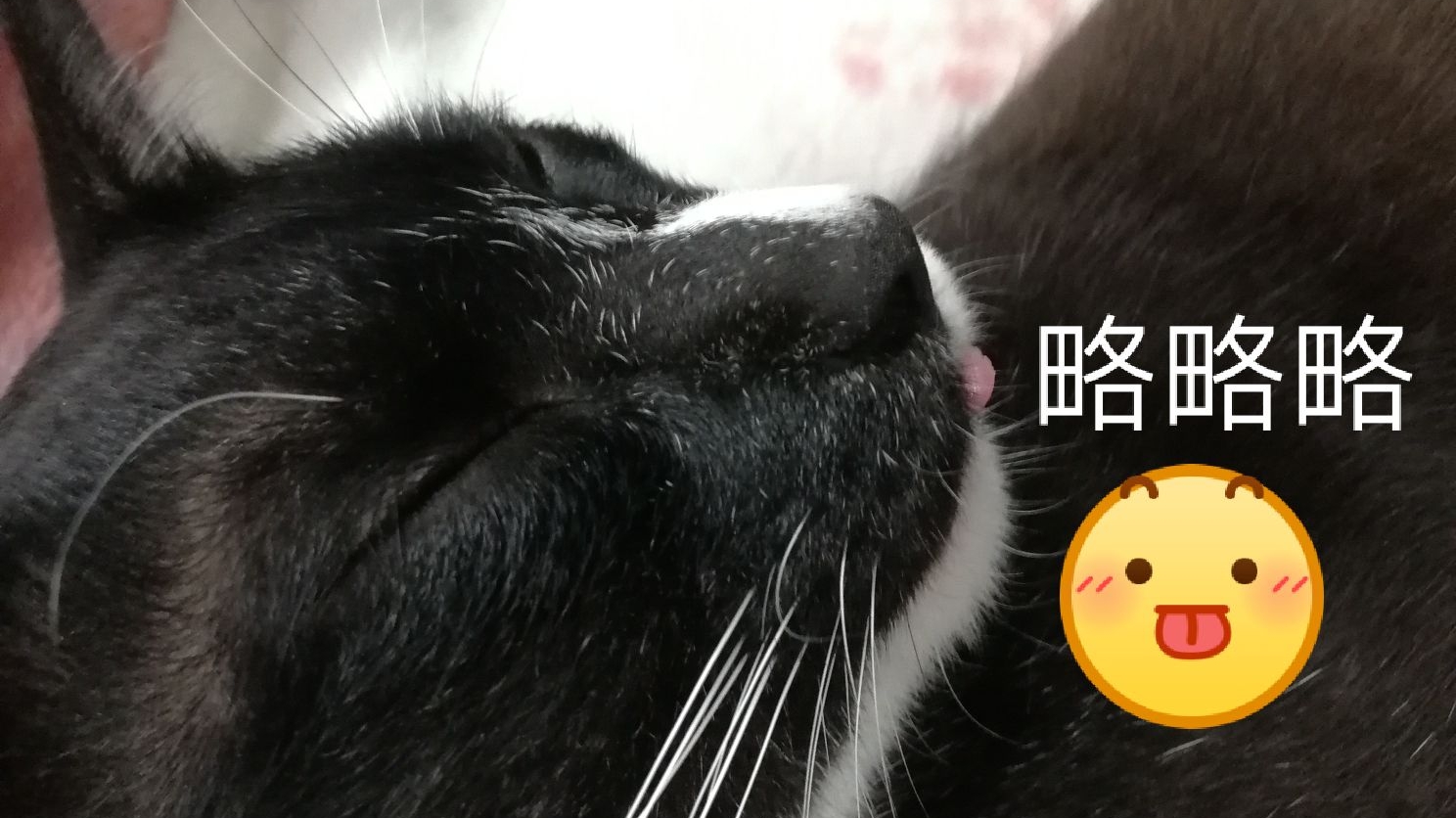 看我湿漉漉的大眼睛 哔哩哔哩