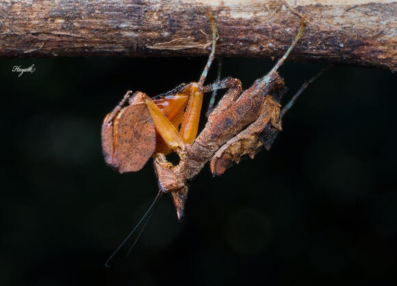 螳螂目商品螳螂分类系列，花螳总科的一部分 - 哔哩哔哩