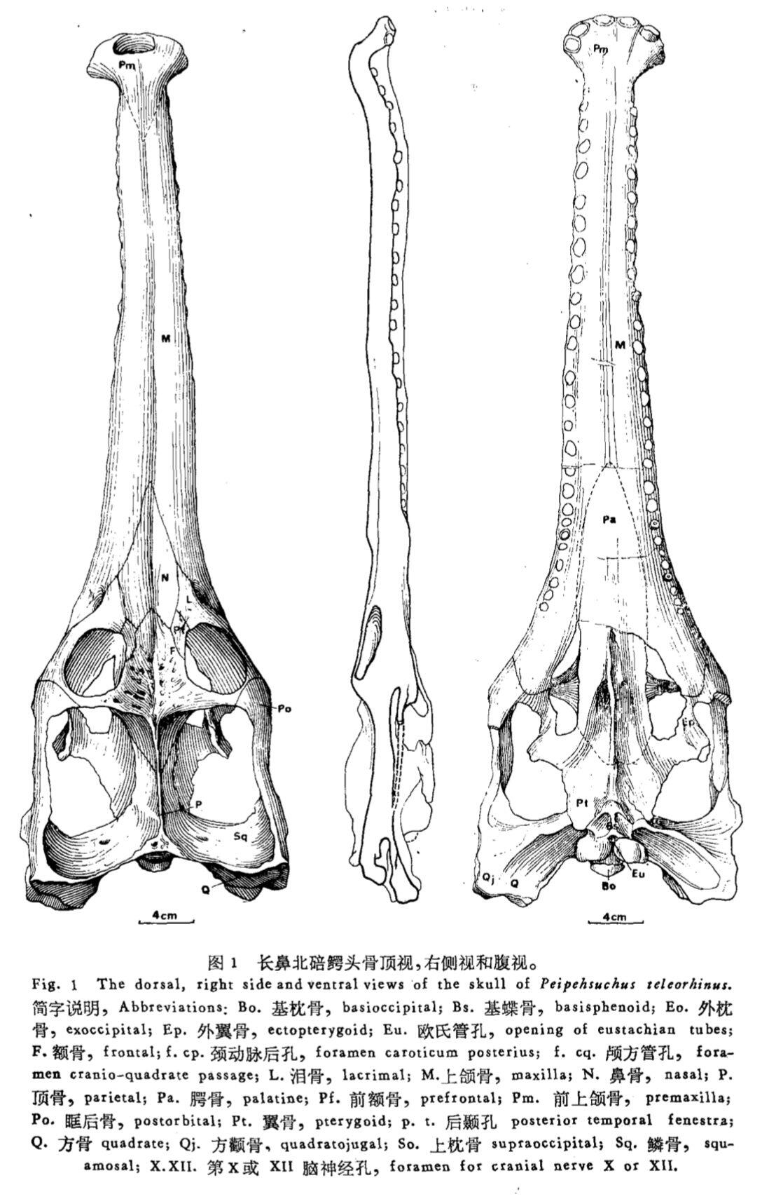蛟横四海惊涛涌——简单说说海鳄亚目（完整版） - 哔哩哔哩