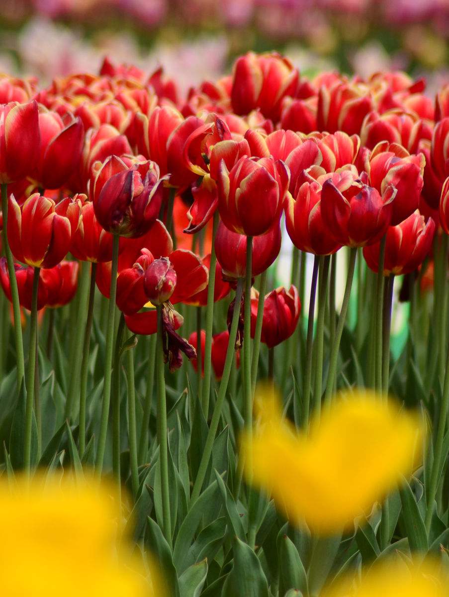 来聊一聊Sakura Five的那些事 - 哔哩哔哩