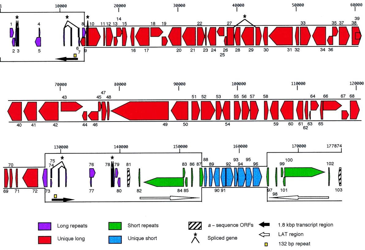 在端粒整合的疱疹病毒——马立克病毒/鸡疱疹病毒2(MDV/GaHV-2) - 哔哩哔哩