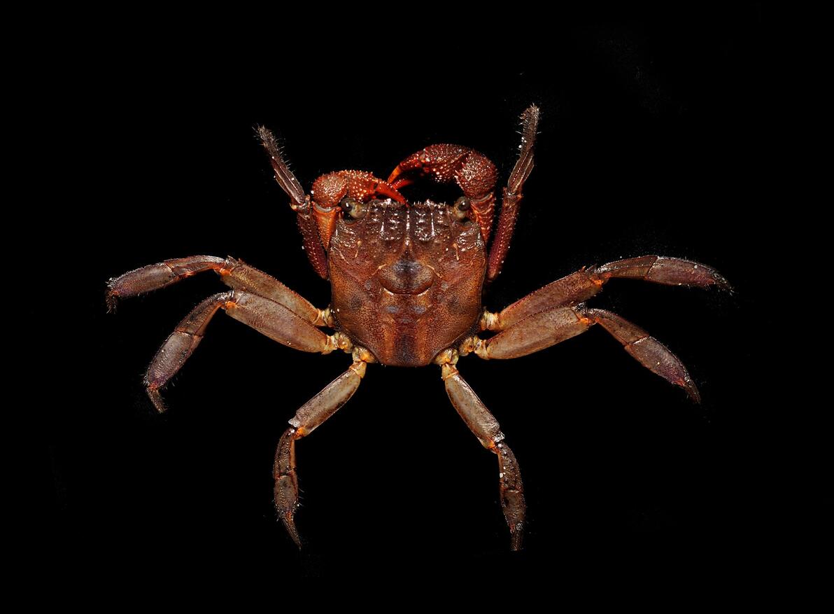 【新种发布】东亚地区相手蟹拆分和整理1（1） - 哔哩哔哩