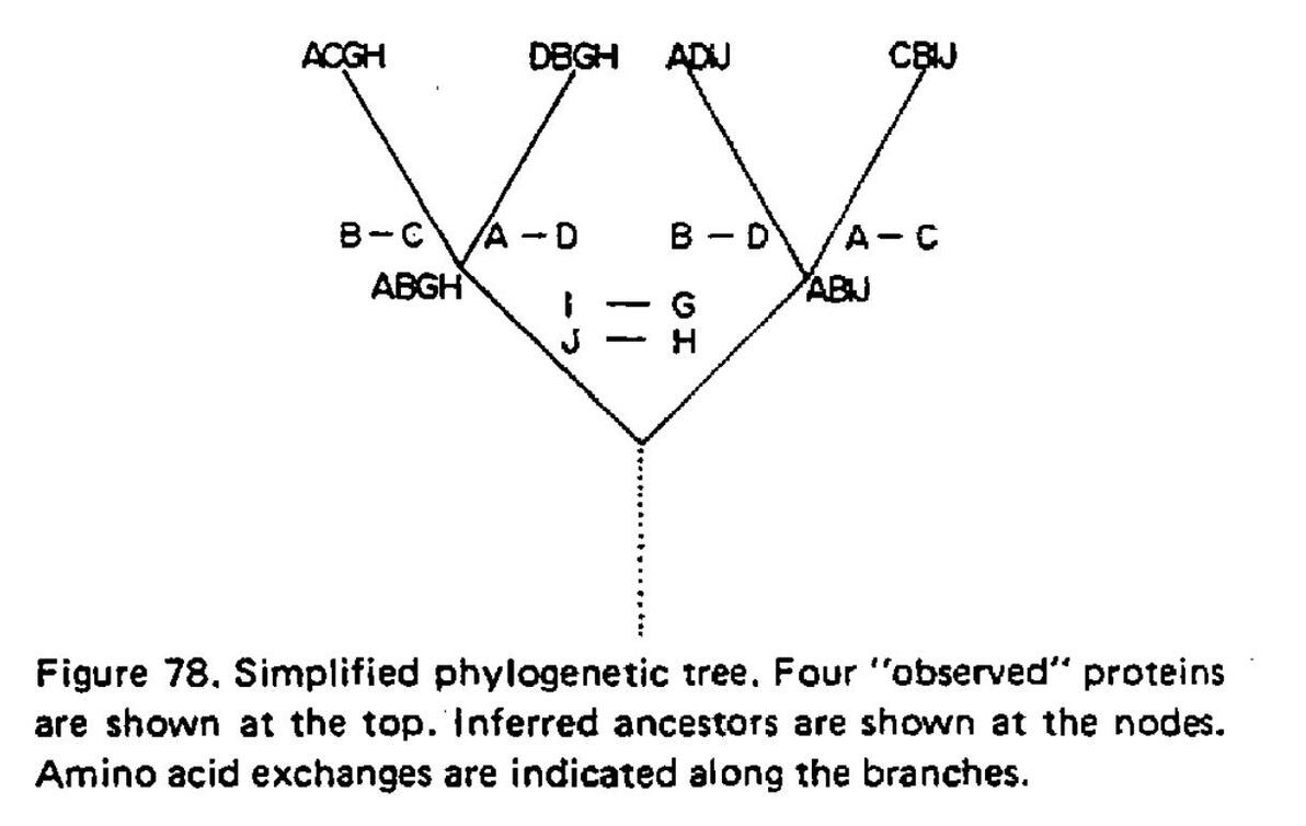 如何得到PAM打分矩阵——PAM打分矩阵原理与Dayhoff模型【生物信息学】 - 哔哩哔哩
