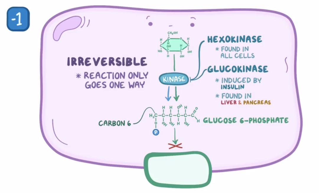 【Osmosis 生化】Glycolysis 糖酵解 - 哔哩哔哩