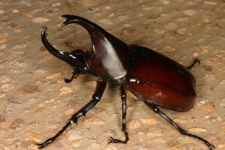 犀金龟科-族与属整理（上篇） - 哔哩哔哩