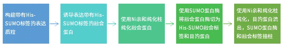 SUMO标签在蛋白表达中的应用 - 哔哩哔哩