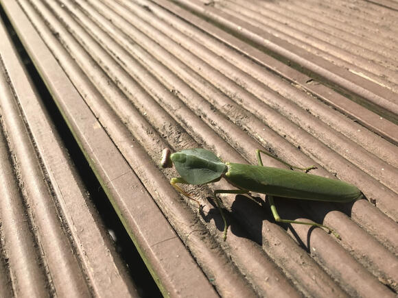 螳总科，最后一个， Mantoidea - 哔哩哔哩