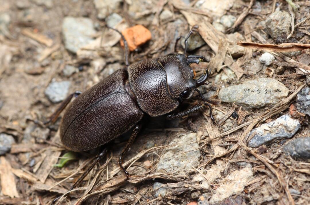 锹甲科-亚科与属整理（上篇） - 哔哩哔哩