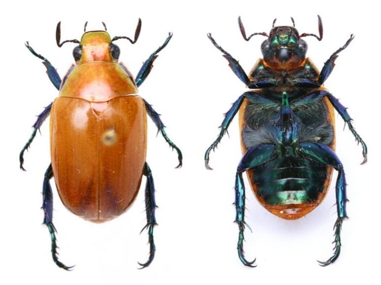 丽金龟-族与属整理（下篇） - 哔哩哔哩