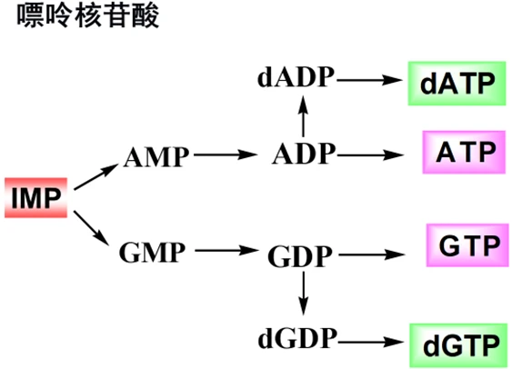 生物化学第九章核苷酸代谢 - 哔哩哔哩