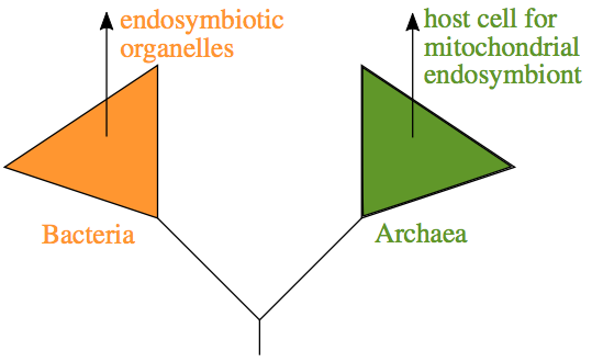 遗传 进化与生态学 4 - Eukarya / Eukaryotic Origins - 哔哩哔哩