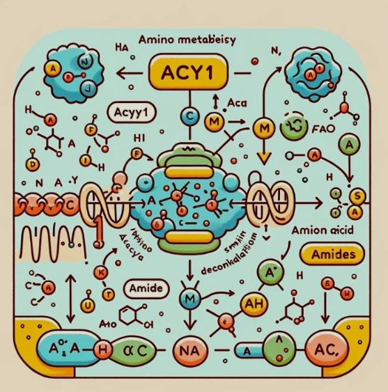 ACY1重组蛋白：氨基酸代谢与疾病治疗的新视角—艾普蒂生物 - 哔哩哔哩