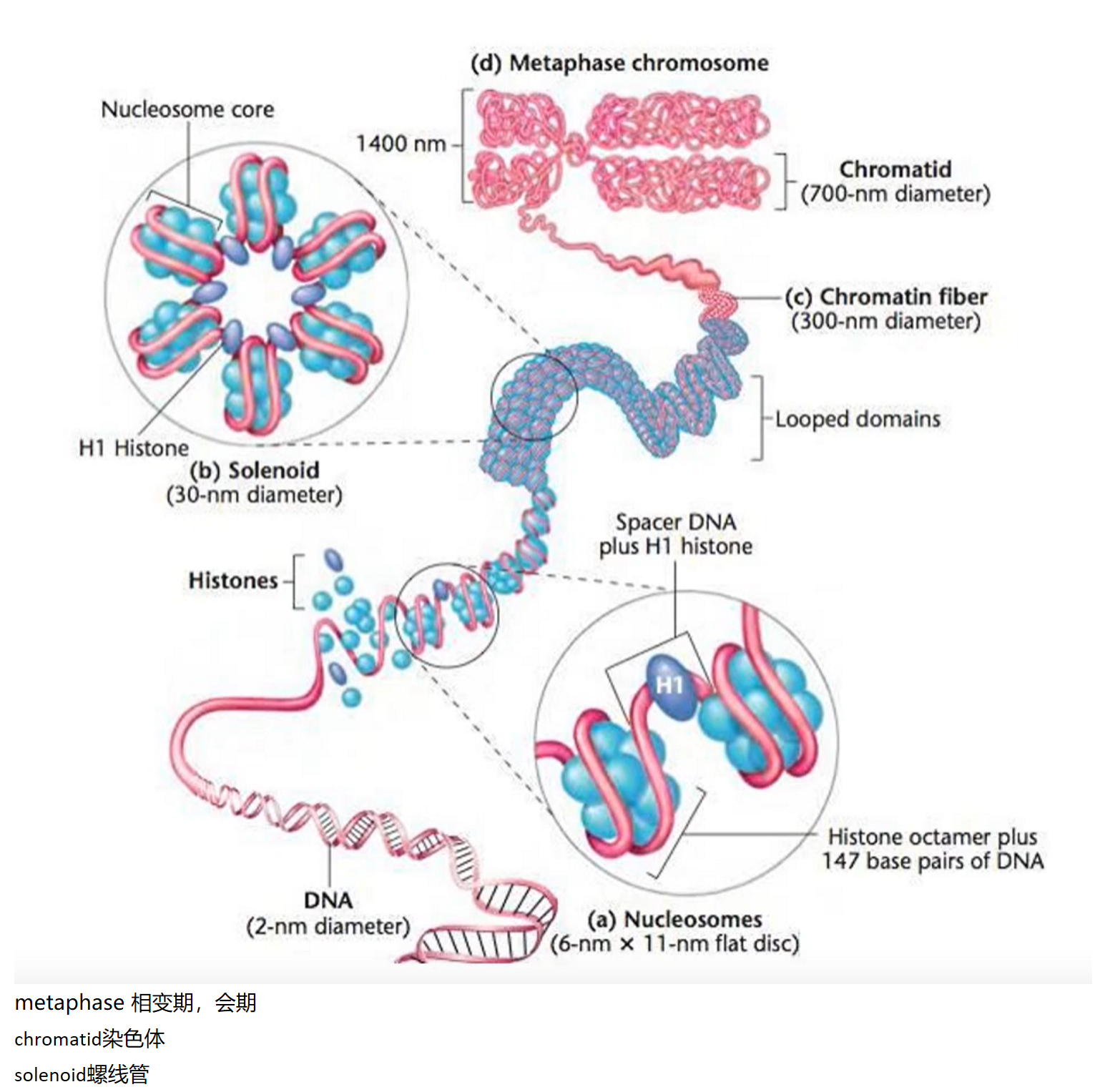 MIT 分子生物学 part1 10.1 DNA压缩与核小体 - 哔哩哔哩
