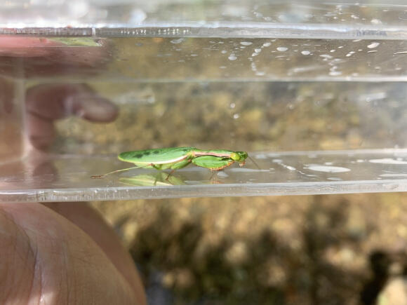 螳螂目商品螳螂分类系列，花螳总科的一部分 - 哔哩哔哩