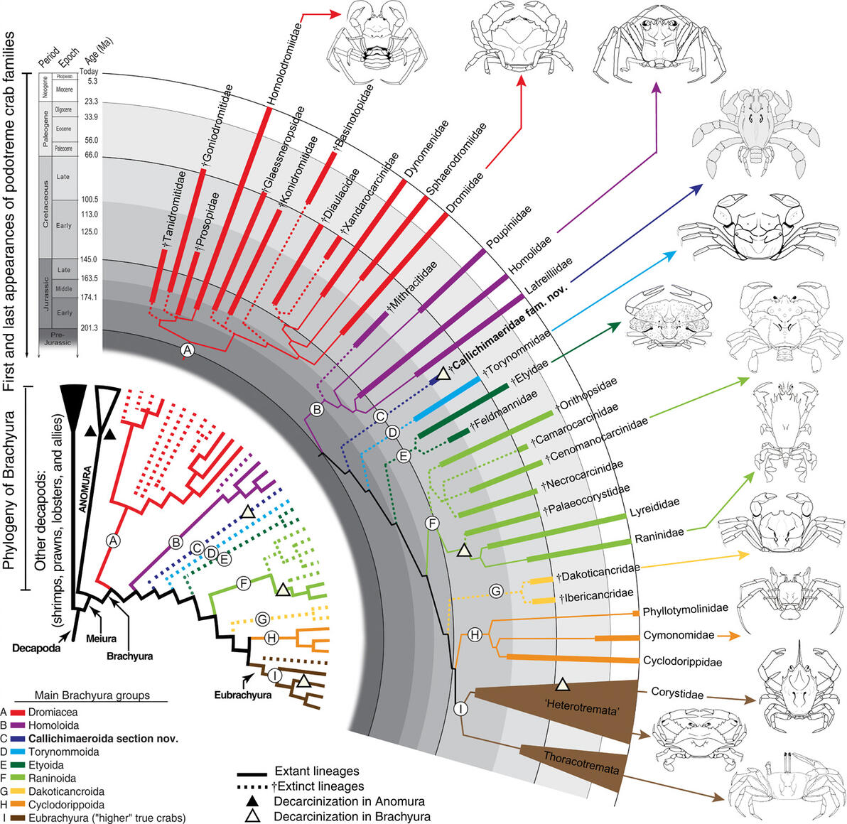 进军海洋的远古蟹勇士：迷惑丽魔蟹（Callichimaera perplexa） - 哔哩哔哩