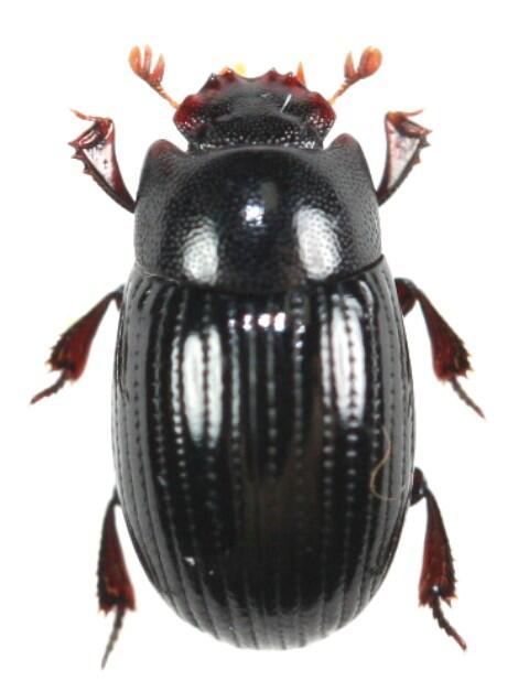 蜣螂-族与属整理（一） - 哔哩哔哩