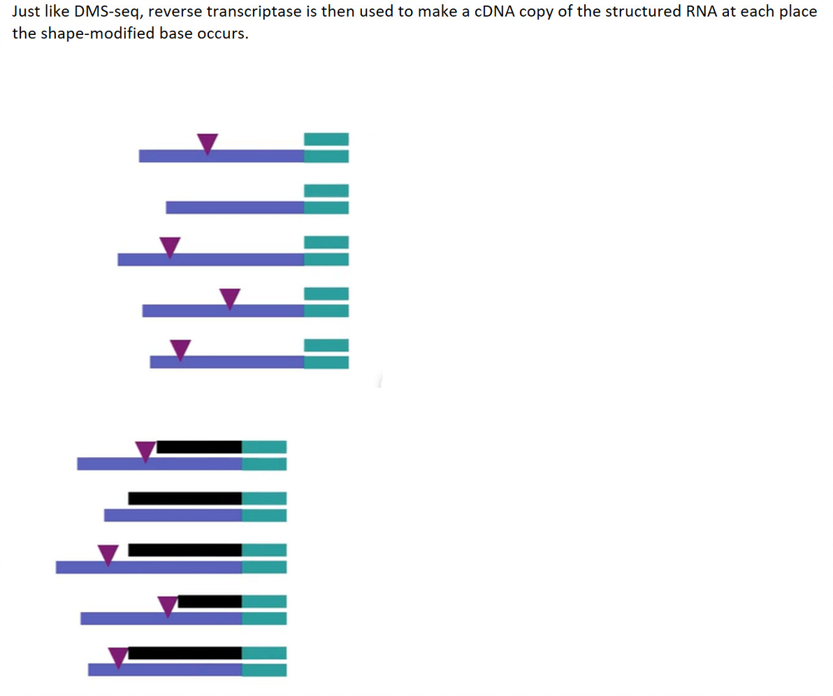 MIT 分子生物学 part3 5.7 Assays for RNA Structure,DMS-seq and SHAPE-s - 哔哩哔哩