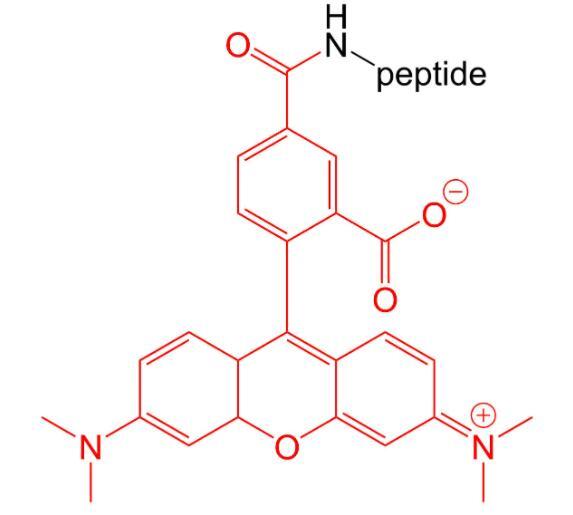 凯新生物来讲解荧光标记多肽FITC/AMC/FAM/Rhodamine/TAMRA/Cy3/Cy5/Cy7-Peptide - 哔哩哔哩