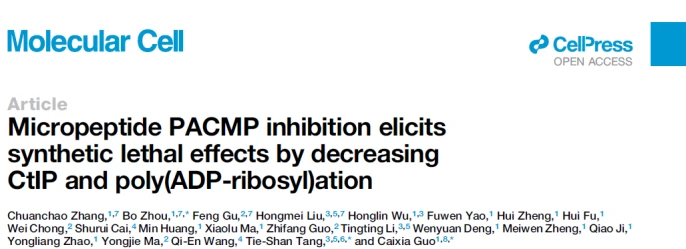 微肽 PACMP 抑制通过降低 CtIP 和聚（ADP三磷酸腺苷）化引起合成致死效应 - 哔哩哔哩